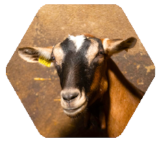 Accueil Aliment Betail Limousin | Aliment Betail Limousin